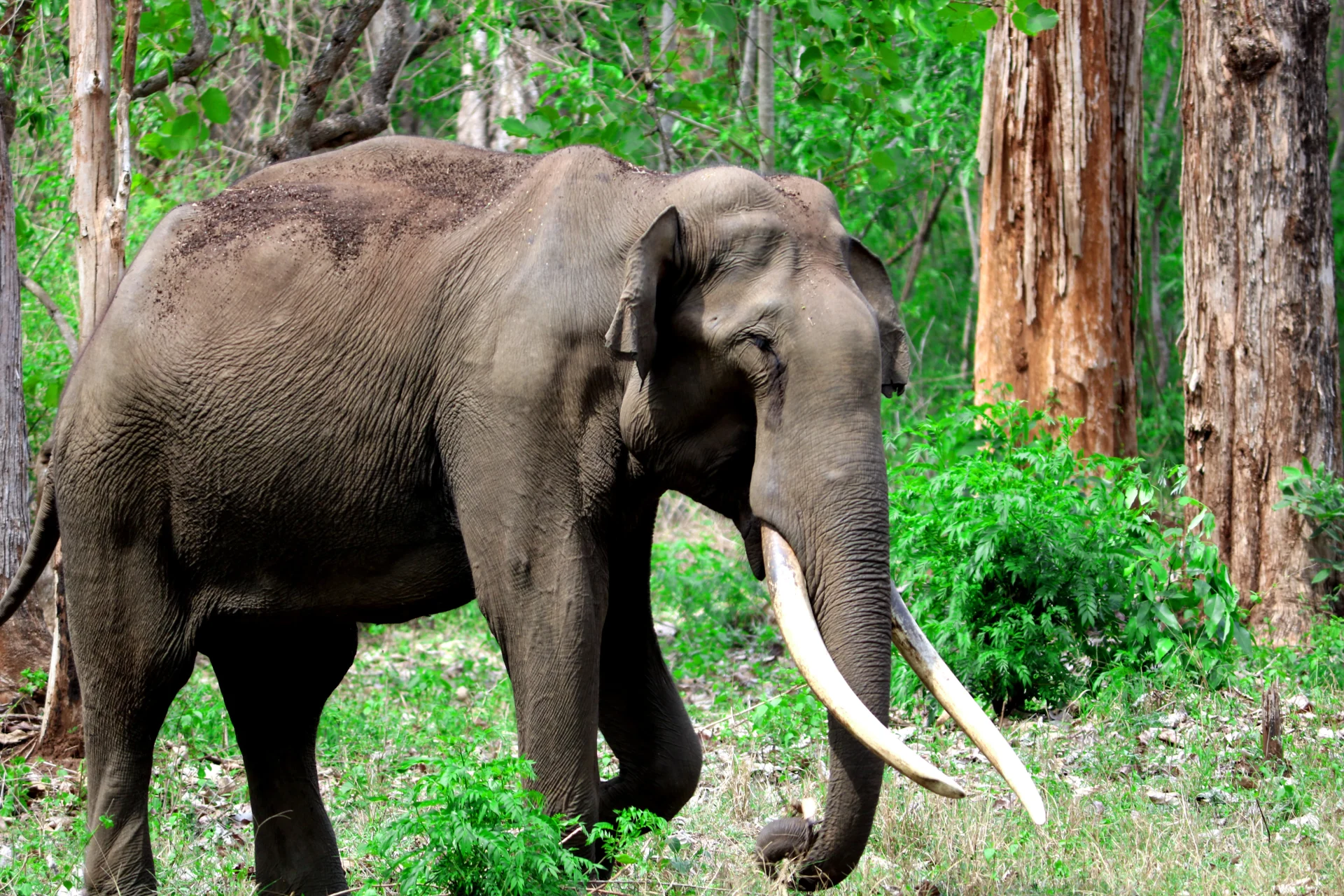 Thekkady Kerala Tourism: Explore The Heart of Wildlife & Natural Beauty